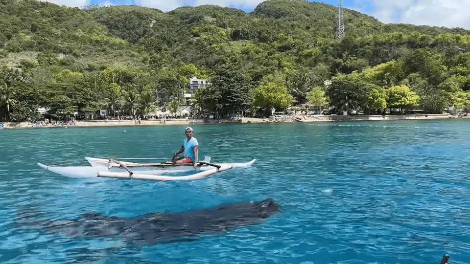 Cebu:Whale Shark Encounter &Moalboal Sardines &Turtle Thrill | GetYourGuide