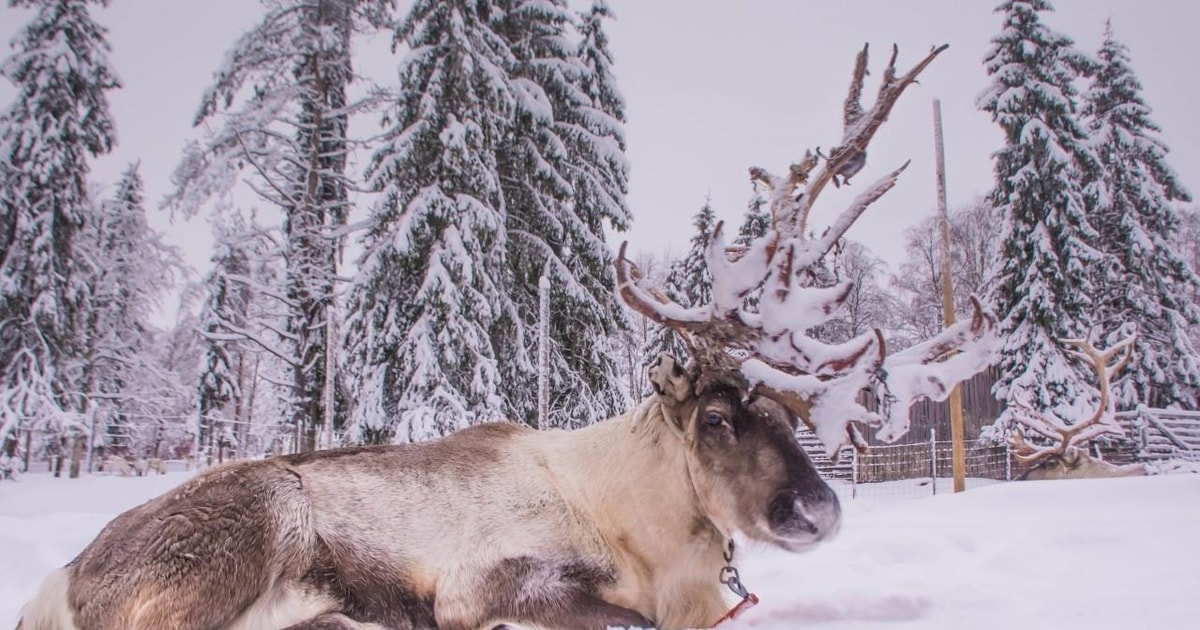 ARCTIC ZOO TRANSFER | GetYourGuide