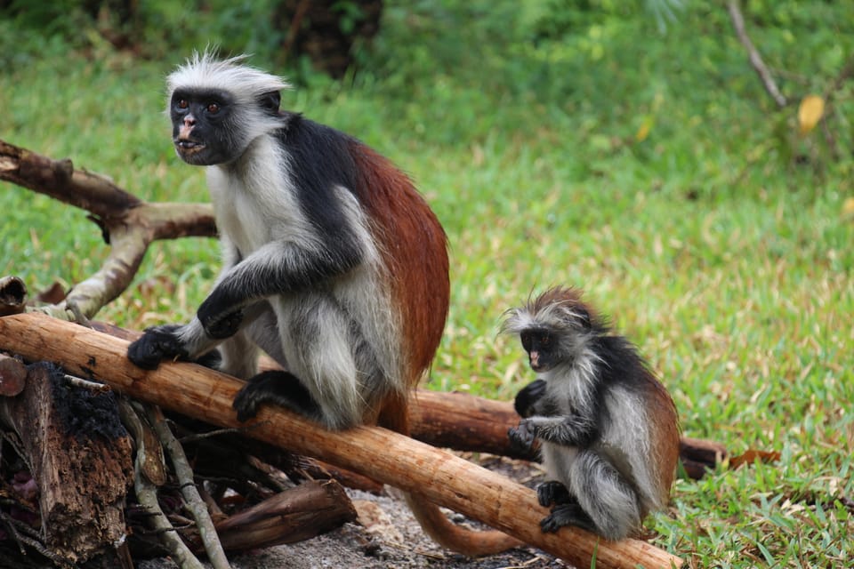 Nationalpark and Spice plantation: Explorer flora and fauna | GetYourGuide