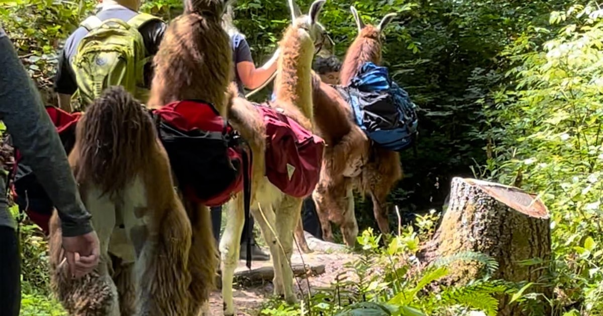 Roy, Washington: Caminata con llamas y encuentro con alpacas | GetYourGuide
