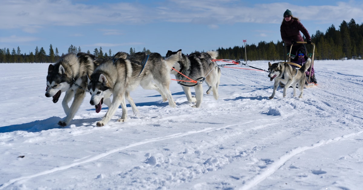 Levi: 5km Self-Driven Husky Sledge Safari | GetYourGuide