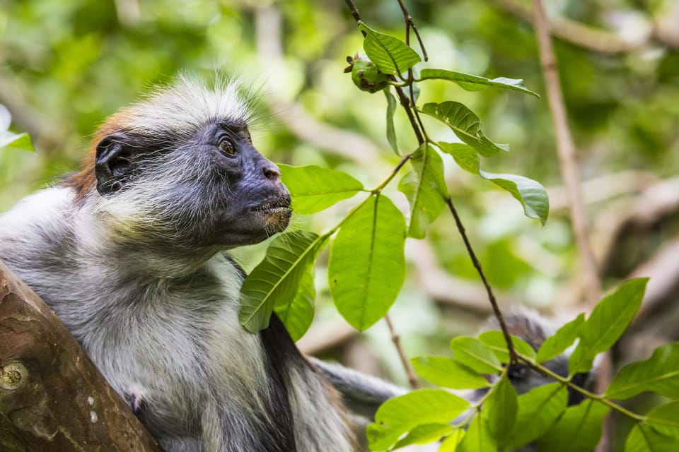 Jozani Monkey Forest & Malum Cave Swimming | GetYourGuide