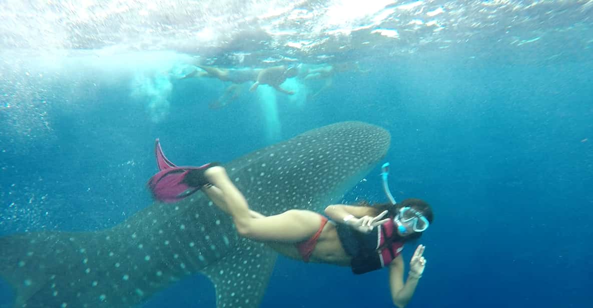 Cancún Whale Shark Tour | GetYourGuide