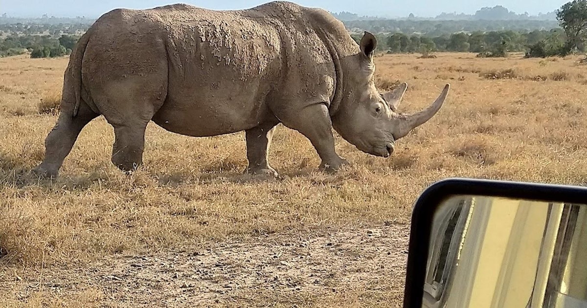 Day Tour to Ol-Pejeta Conservancy | GetYourGuide