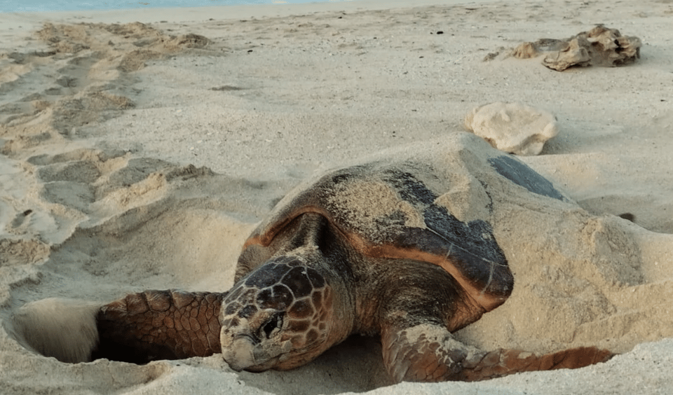Turtle Watching | GetYourGuide
