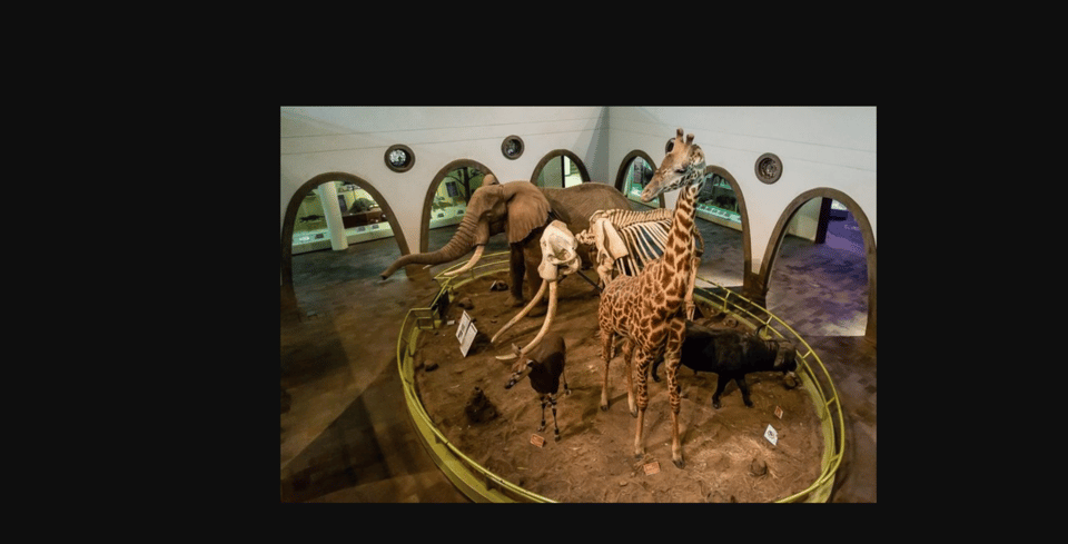 Guided Day Tour to Snake Park And Nairobi National Museum. | GetYourGuide
