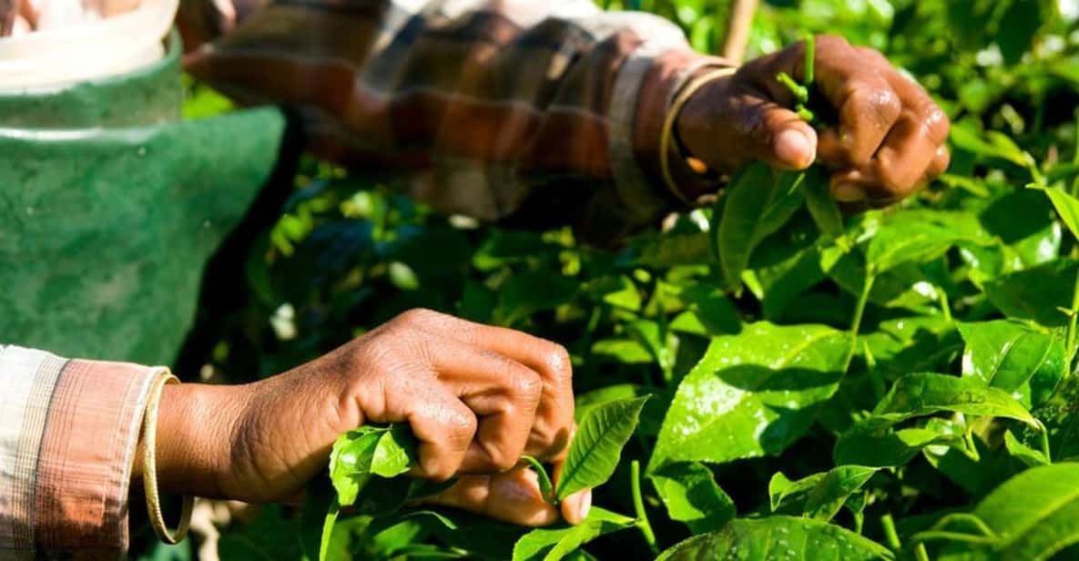 Munnar: Lawatan Bersiar-siar 2 Hari dengan Lawatan Taman Negara ...