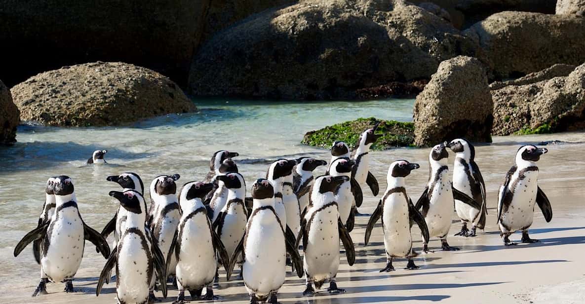 Excursão ao Cabo da Boa Esperança e aos Pinguins em pequenos grupos a ...