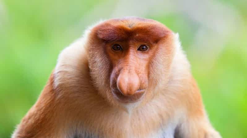 Borneo : Excursión al Orangután, al Mono Proboscídeo y al Oso Solar ...