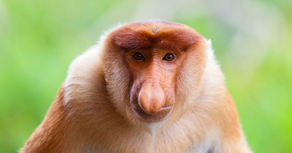 Borneo : Orangutan, Proboscis Monkey, and Sun Bear Tour | GetYourGuide