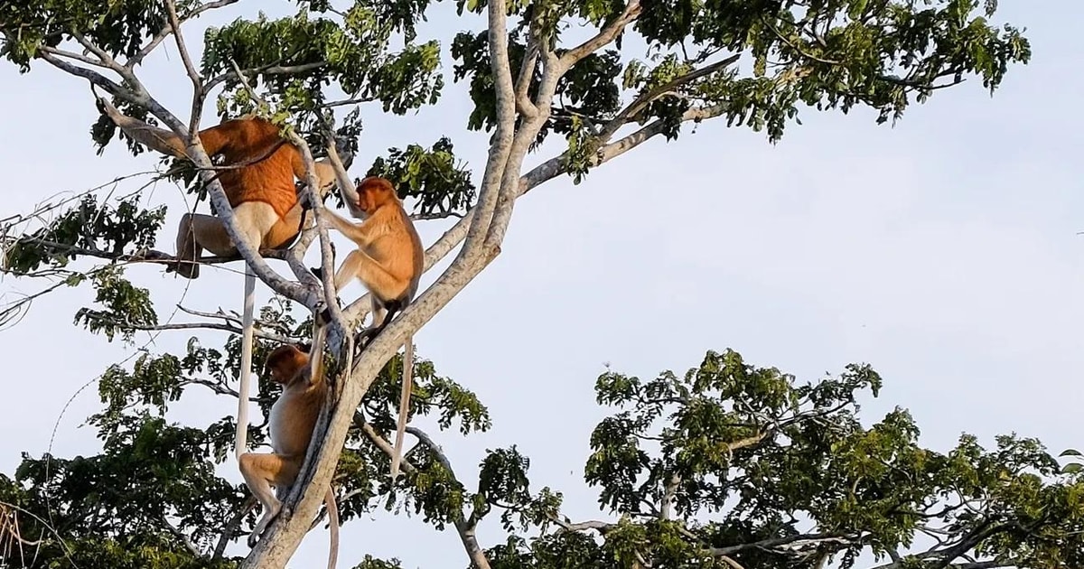 Sabah: Kawa Kawa Fireflies Sunset Cruise | GetYourGuide