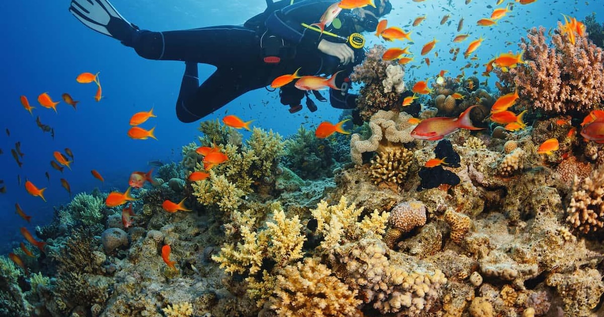 Diving Tour from Alanya & Side with Lunch - 2 Dives Included | GetYourGuide