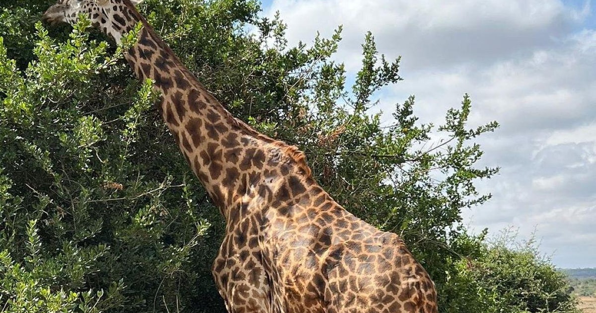 AMBOSELI NATIONALPARK TAGESTOUR | GetYourGuide