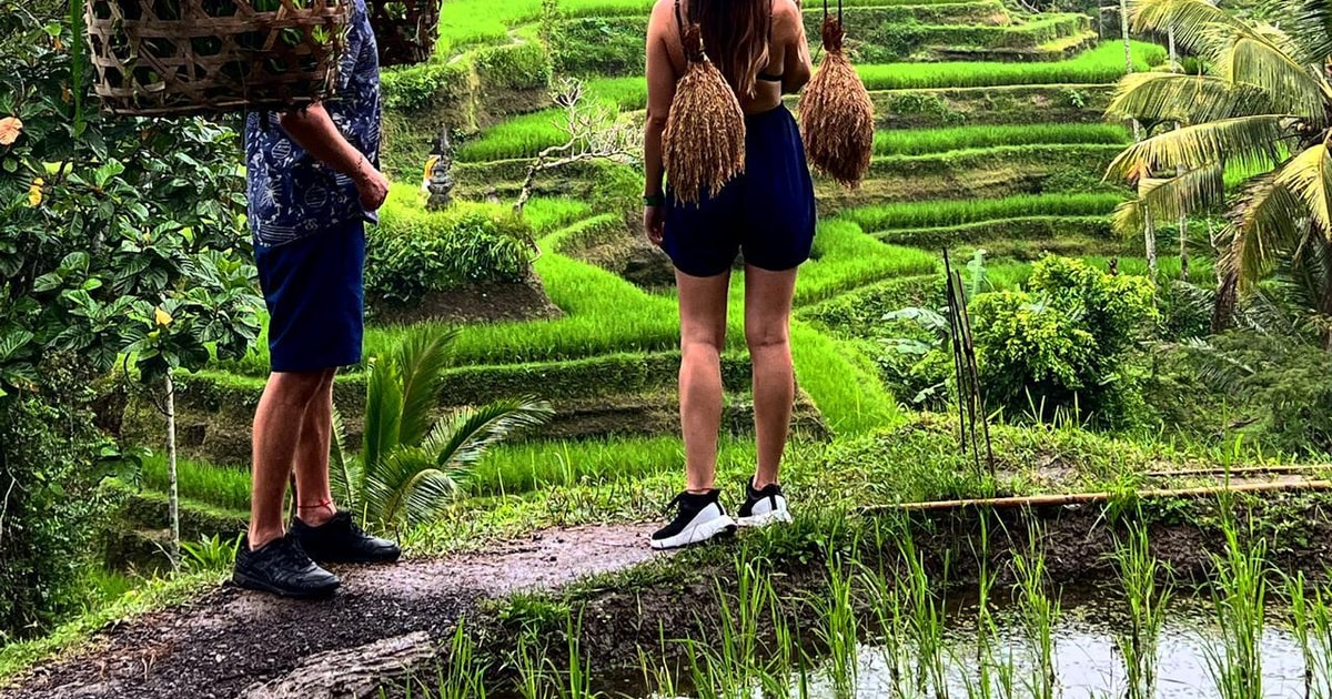 Bali Ubud Tour Monkey Forest, Waterfall, Temple & Rice Field | GetYourGuide