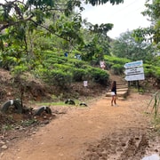 Ella Day Tour From Kandy | GetYourGuide