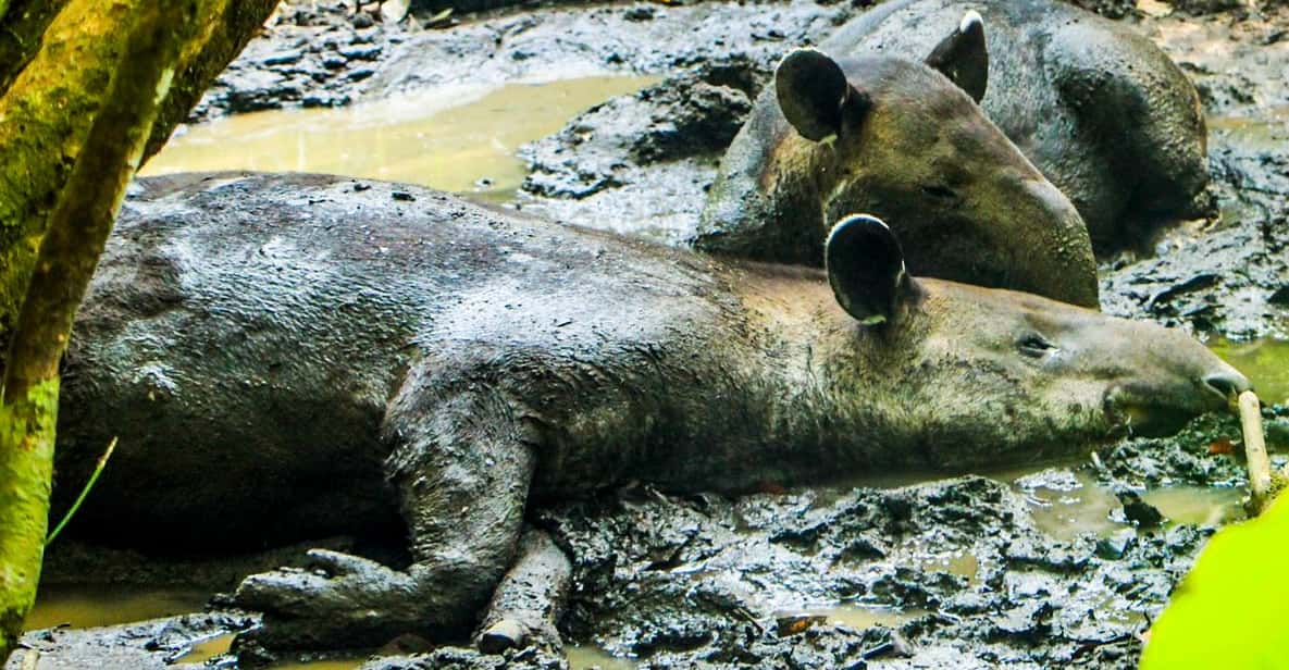 Corcovado National Park - Sirena Station - 1 night stay | GetYourGuide