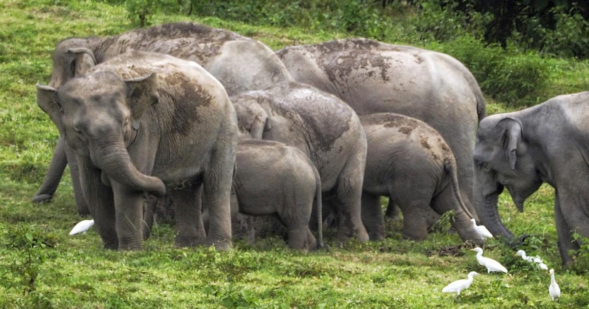HUA HIN : Kui Buri Wild Elephant Watching (Private 4 pax up) | GetYourGuide