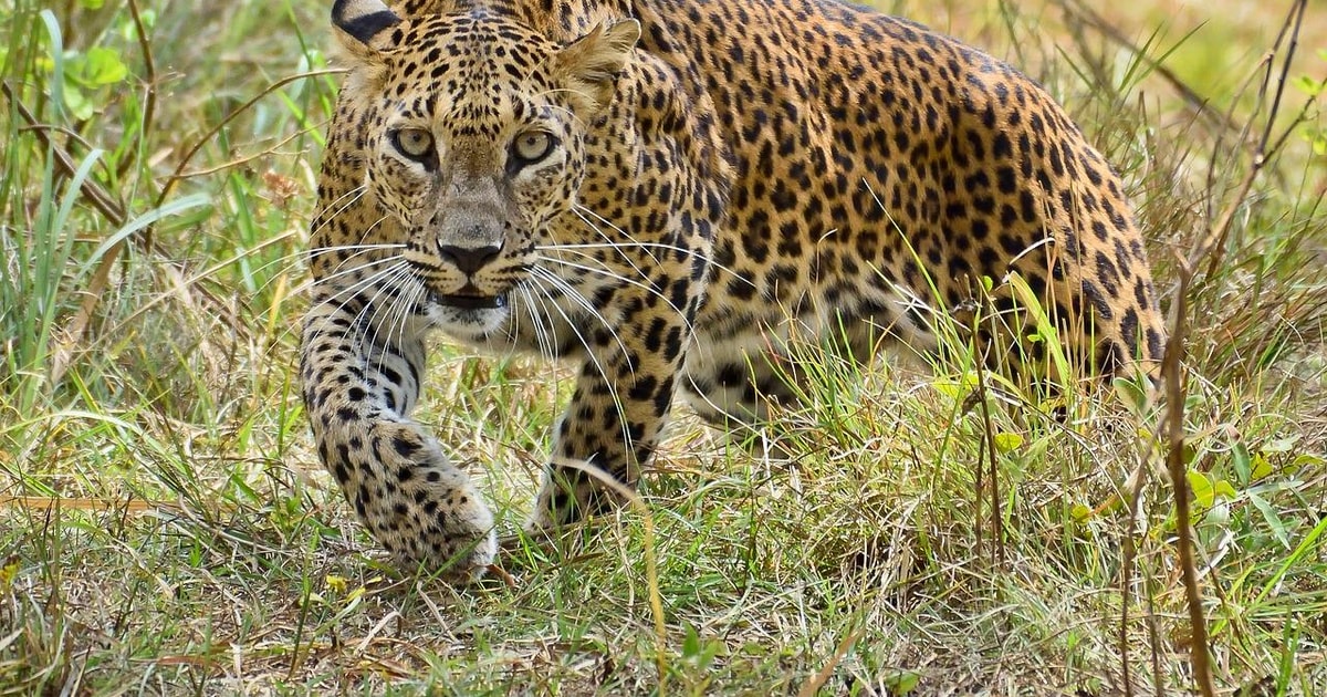 Morogoro: Dag Mikumi Safari Luksus Transfer & Åben Jeep | GetYourGuide