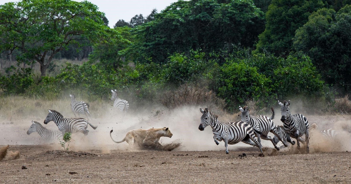 Amboseli Wildlife Day Tour und Masai Dorfbesuch | GetYourGuide