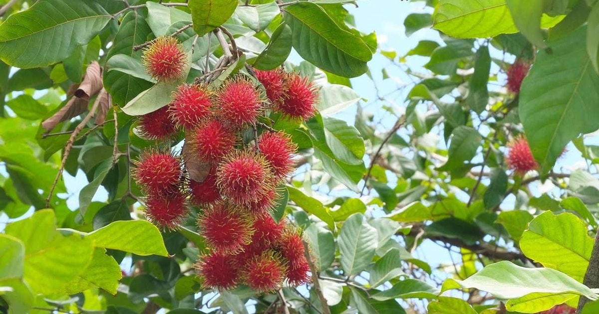 Zanzíbar: visita a una plantación de rambutanes con degustación ...