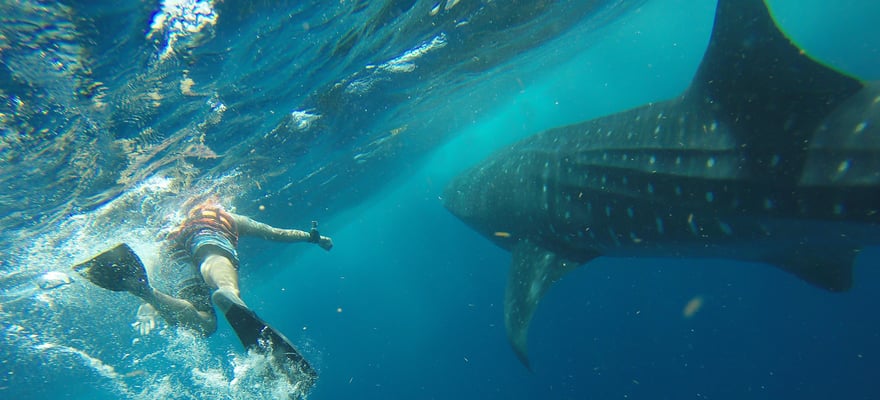 The BEST Puerto Vallarta Shark diving 2024 - FREE Cancellation ...