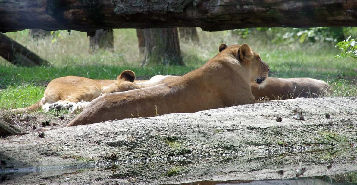 Safari de 3 días de acampada: Parque Nacional de Mikumi | GetYourGuide