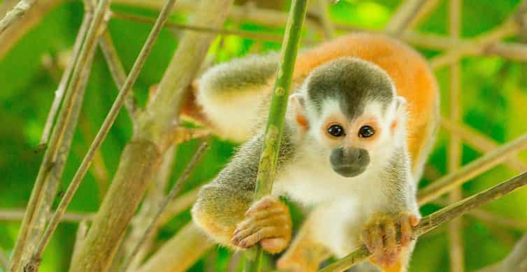 Costa Rica Mangrove Monkey Tour | GetYourGuide