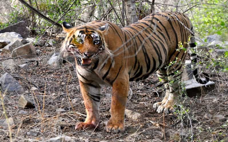 7 days india Taj Mahal tour with ranthambore tiger safari | GetYourGuide