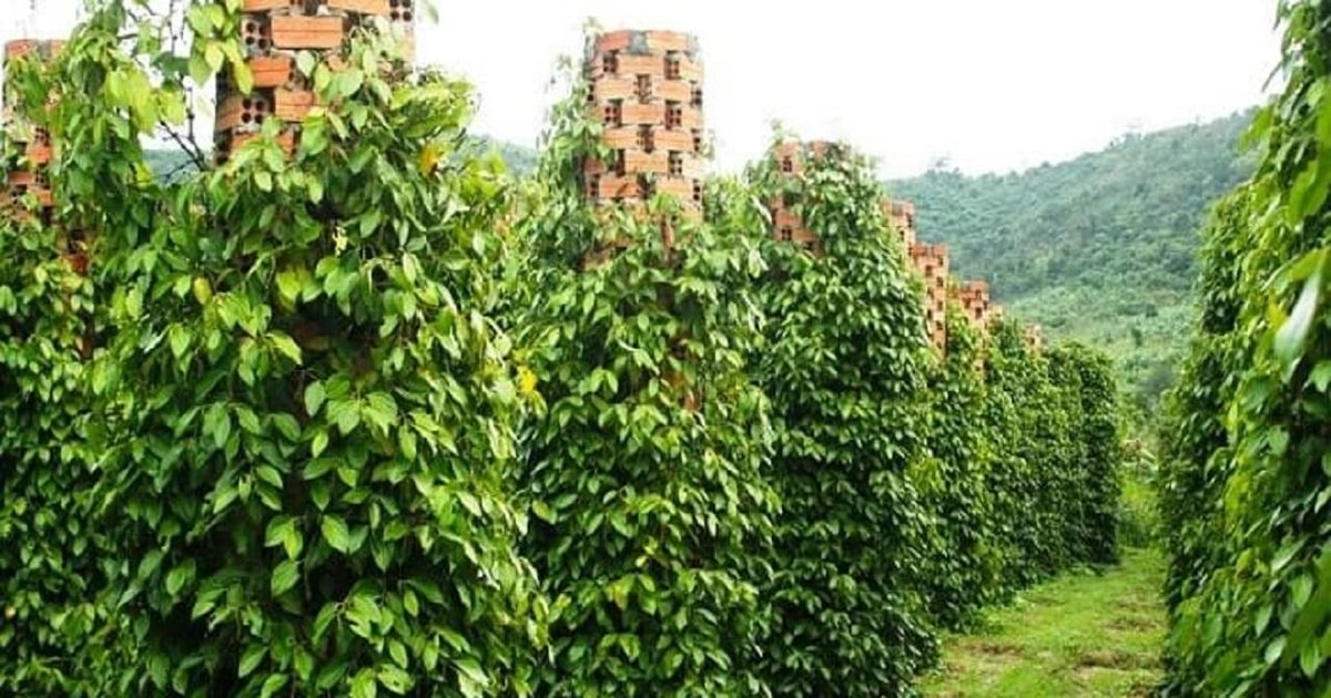 Phu Quoc: Hon Thom Islet Tour with Cable Car & Lunch | GetYourGuide