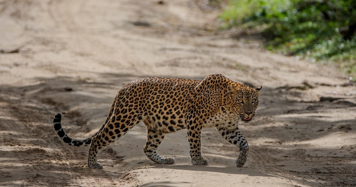 Parque Nacional Wilpattu - Passeio de safári pela manhã ou à tarde - 5h ...