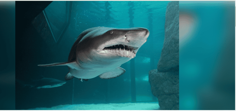Cape Town: Robben Island and two Oceans Aquarium Day Tour | GetYourGuide