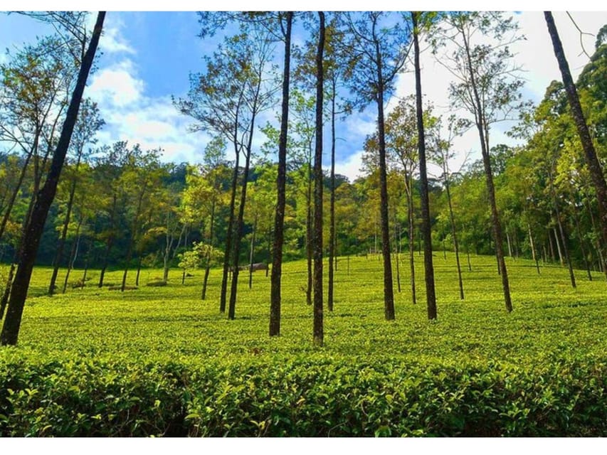 From Kandy: James Taylor’s Tea Tour (The Tale of Ceylon Tea) | GetYourGuide