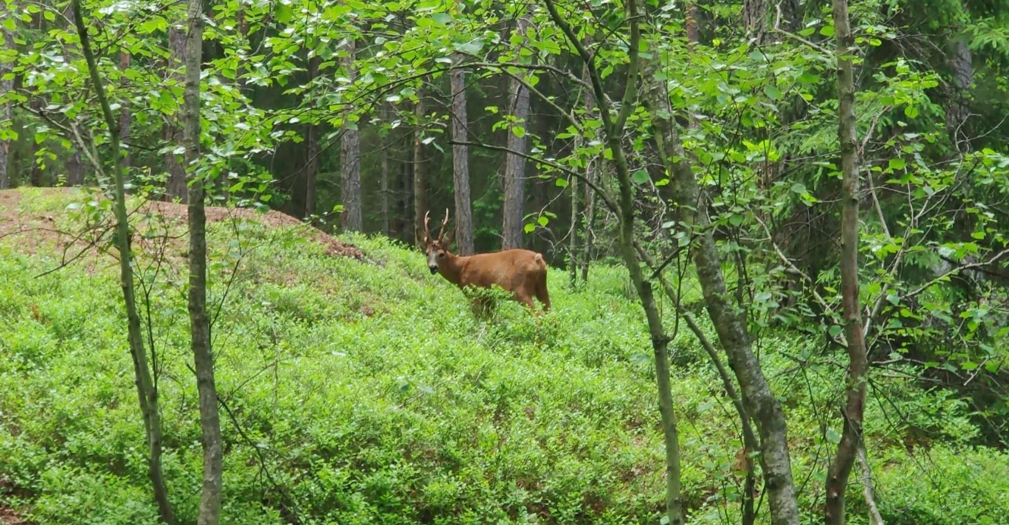 Wolf and Wildlife Tracking in Sweden | Day Trip in Sweden
