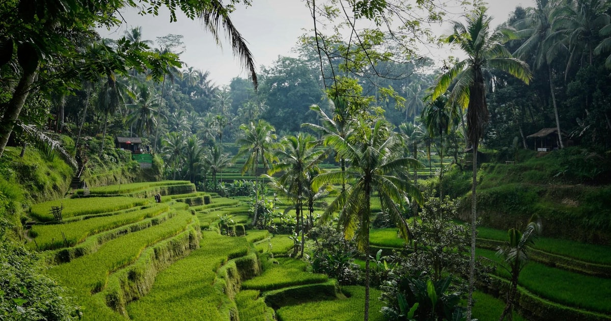 Ubud: Sightseeing Ubud Private Tour With Pick Up & Drop Off | GetYourGuide