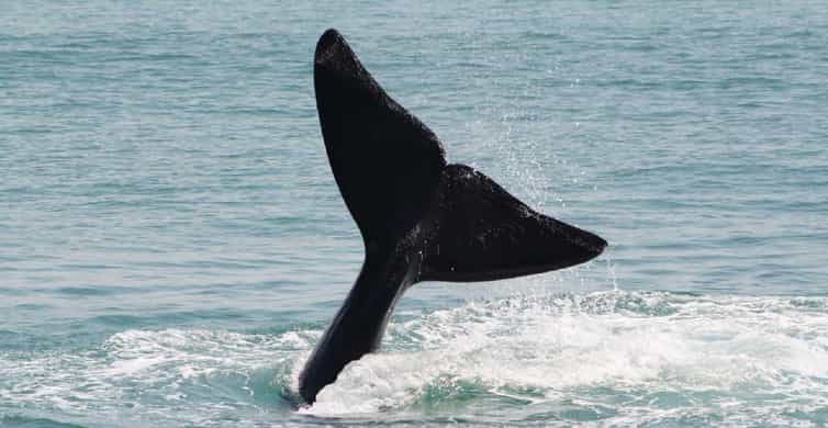 Excursión de un día por el Cabo de las Agujas | El extremo más ...
