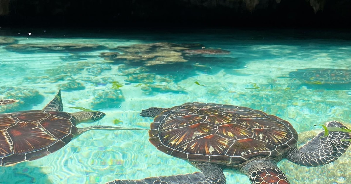 Zanzibar: Swimming With Turtles+Kuza Cave Tour | GetYourGuide