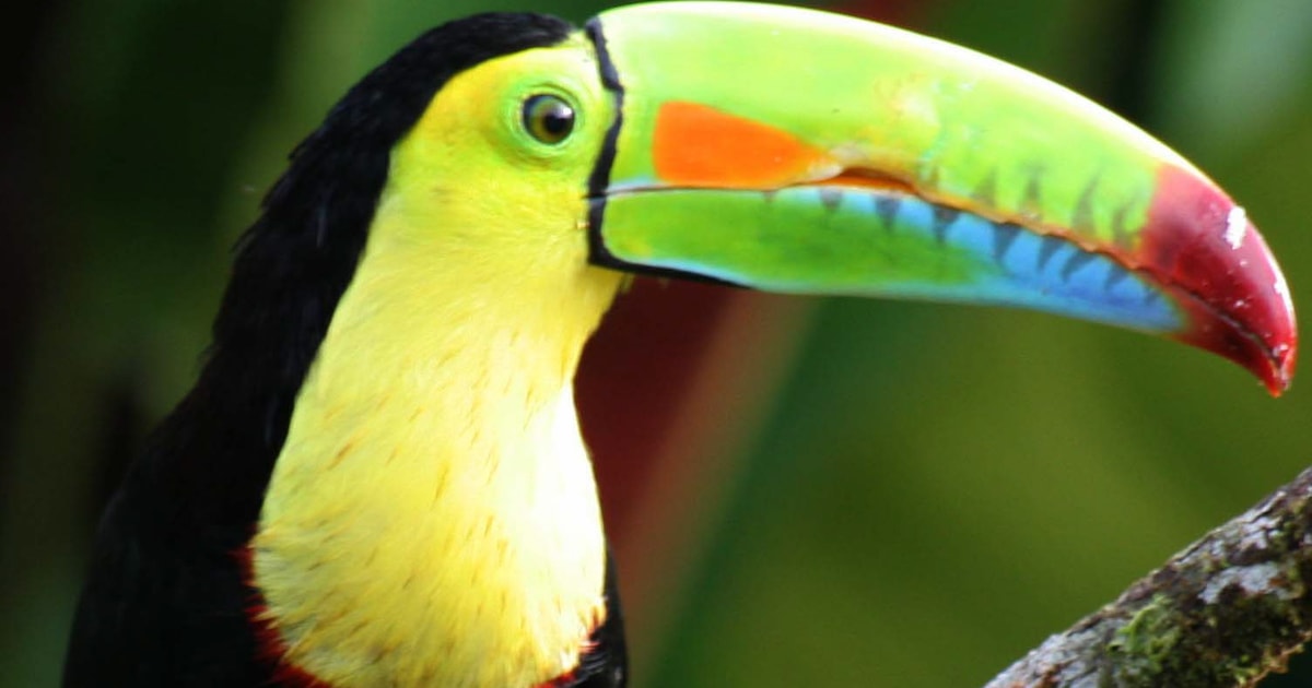 Rio Celeste Waterfall & Sloth Observation | GetYourGuide