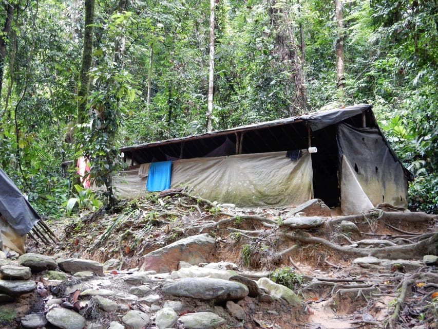 From Medan: 4 day tour to Bukit Lawang incl. jungle trek | GetYourGuide