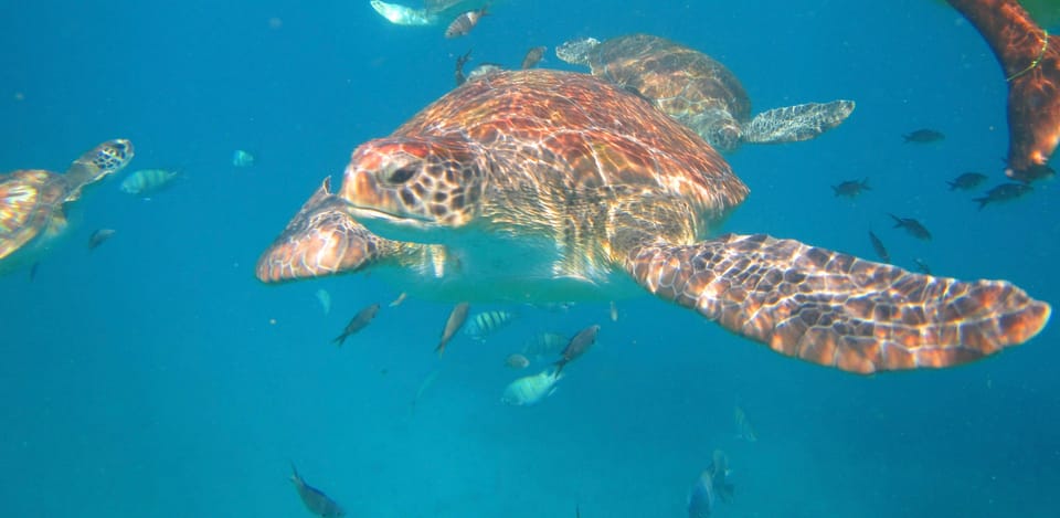 São Vicente: Swimming and Snorkeling Tour with Sea Turtles | GetYourGuide