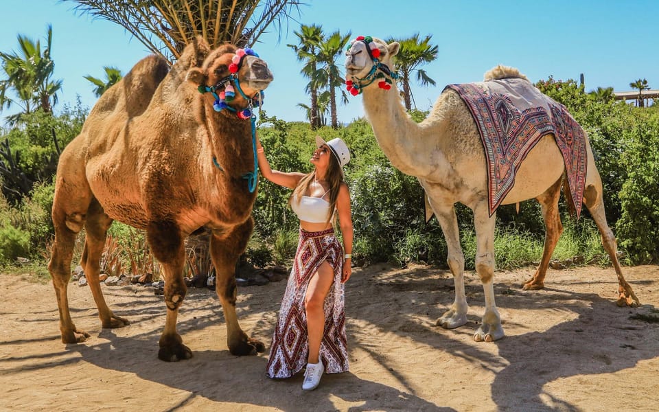 Cabo San Lucas: Camel Ride & Off-Road UTV Combo Adventure | GetYourGuide