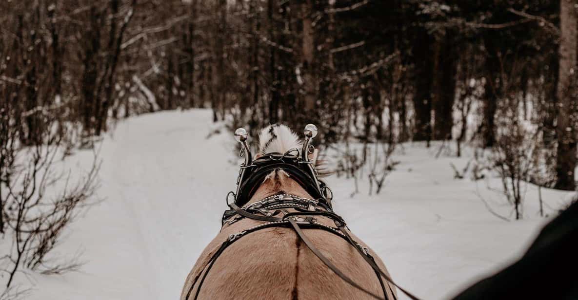 promenade en traîneau et repas | GetYourGuide