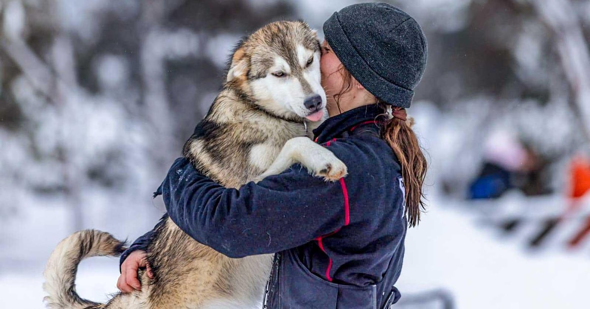 Tromsø: Husky Meet and Greet with Homemade Chocolate Cake | GetYourGuide