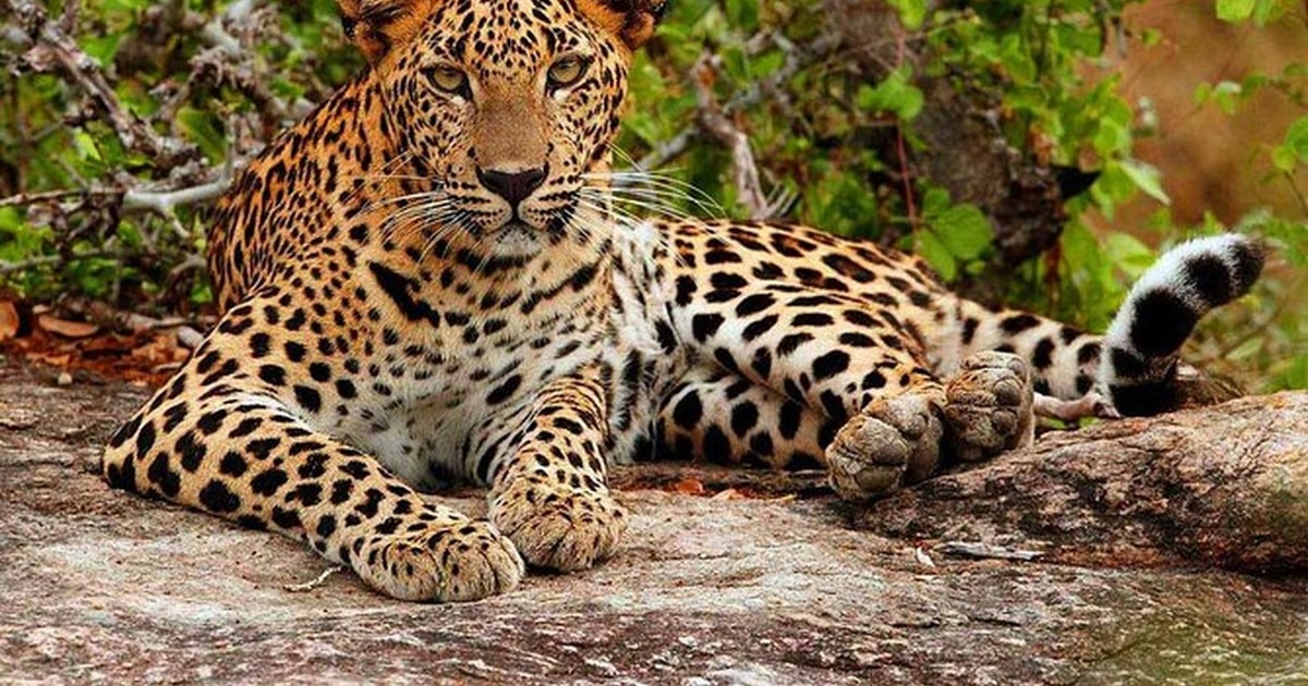 Fra Ella :- Yala National Park Spændende halvdagssafari | GetYourGuide