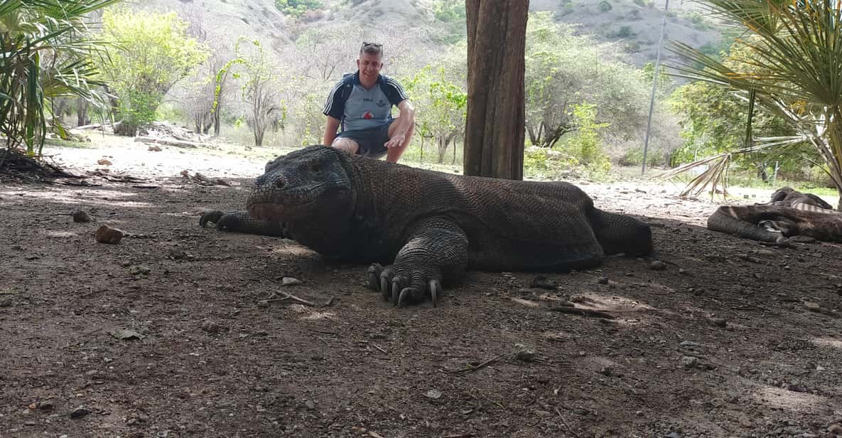 Bali: Escursione guidata all'Isola di Komodo con pranzo e snack ...