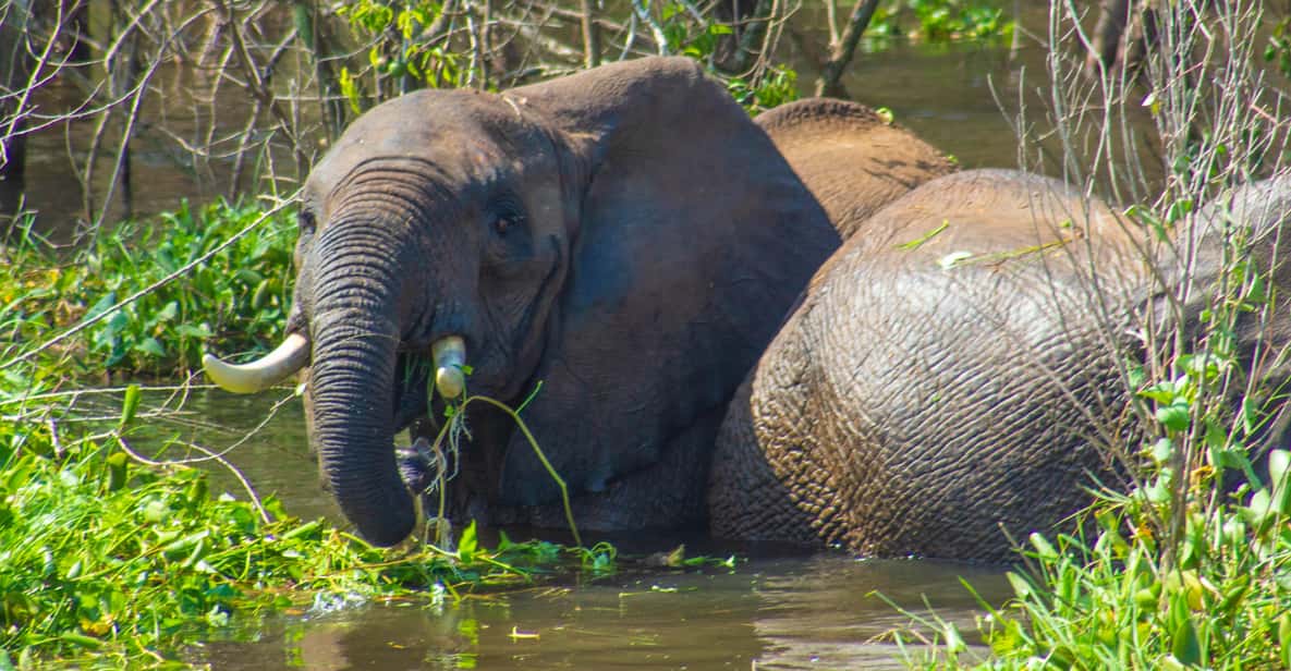 6 Days Murchison Falls NP,Bwindi Forest NP &Lake Bunyonyi | GetYourGuide