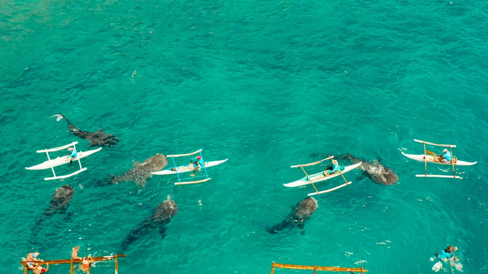 Cebu Whale Shark + Kawasan Canyooneering, Full Day w/ Lunch | GetYourGuide