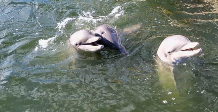 Private dolphin tours in the amazing Savannah Marsh | GetYourGuide