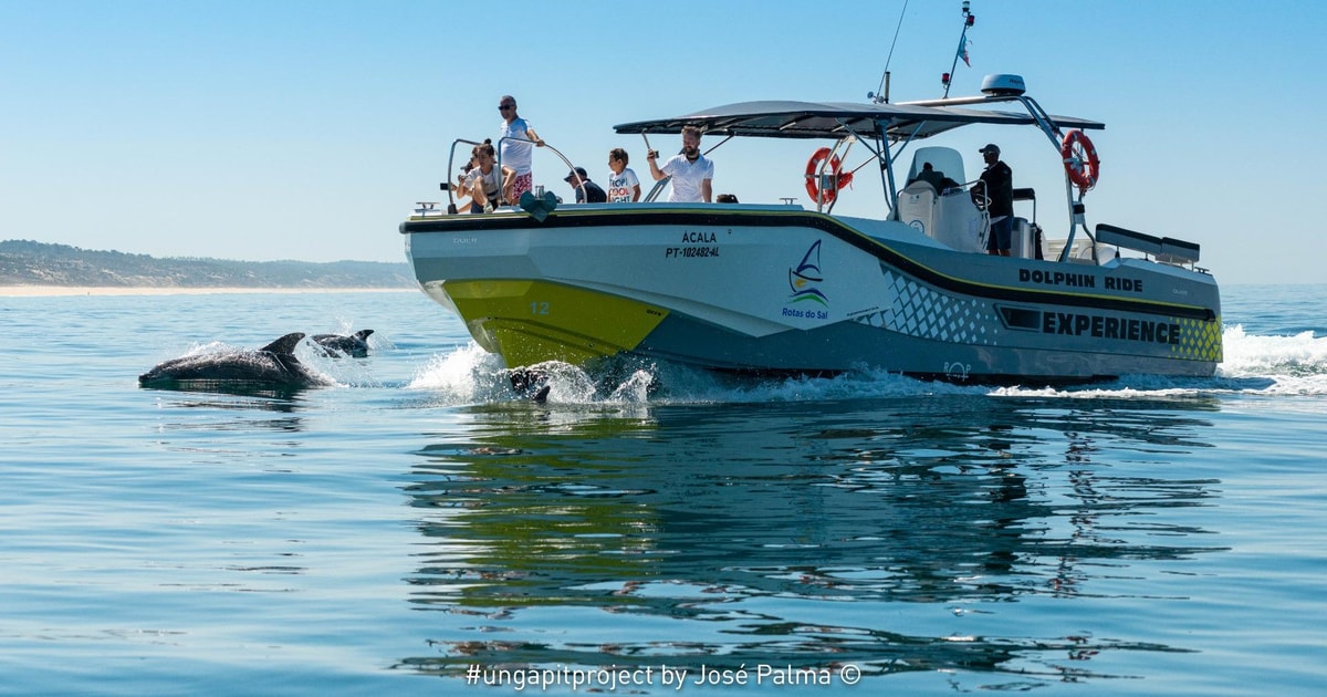 Setúbal: Dolphin Watching Boat Tour | GetYourGuide