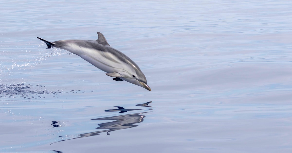 Horizon Large: whale watching off the coast of Saint-Cyr | GetYourGuide