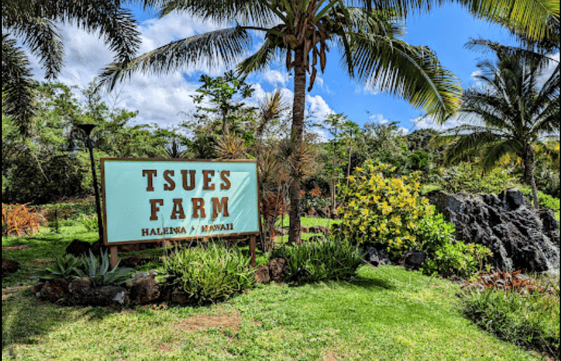 North Shore's best day! River, Turtles, Farm with Lunch | GetYourGuide